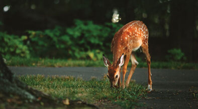 Locally Grown: Deer Defense - Valley Table