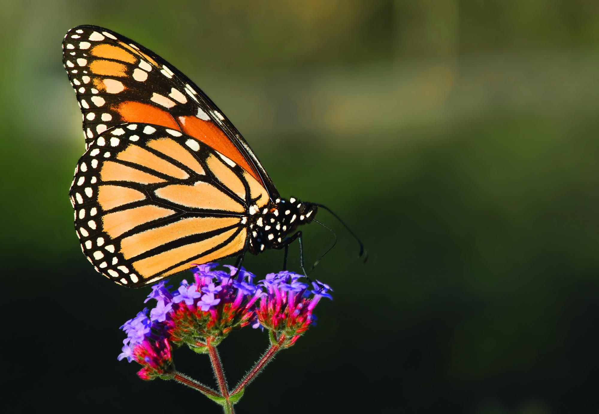 Flight of the Monarchs - Valley Table