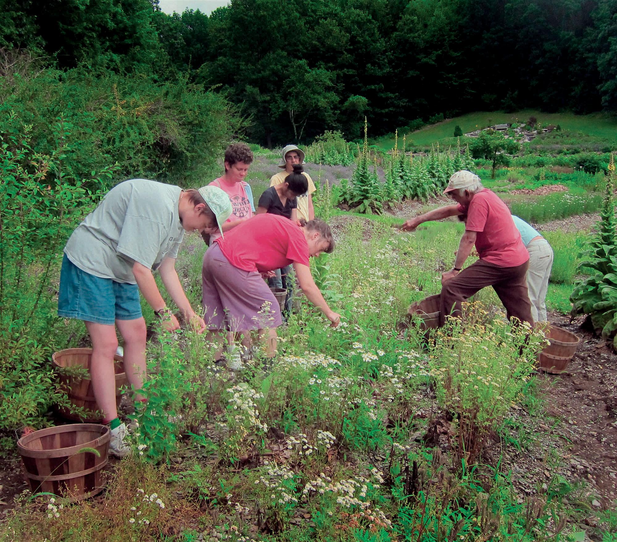 Camphill Connection - Valley Table