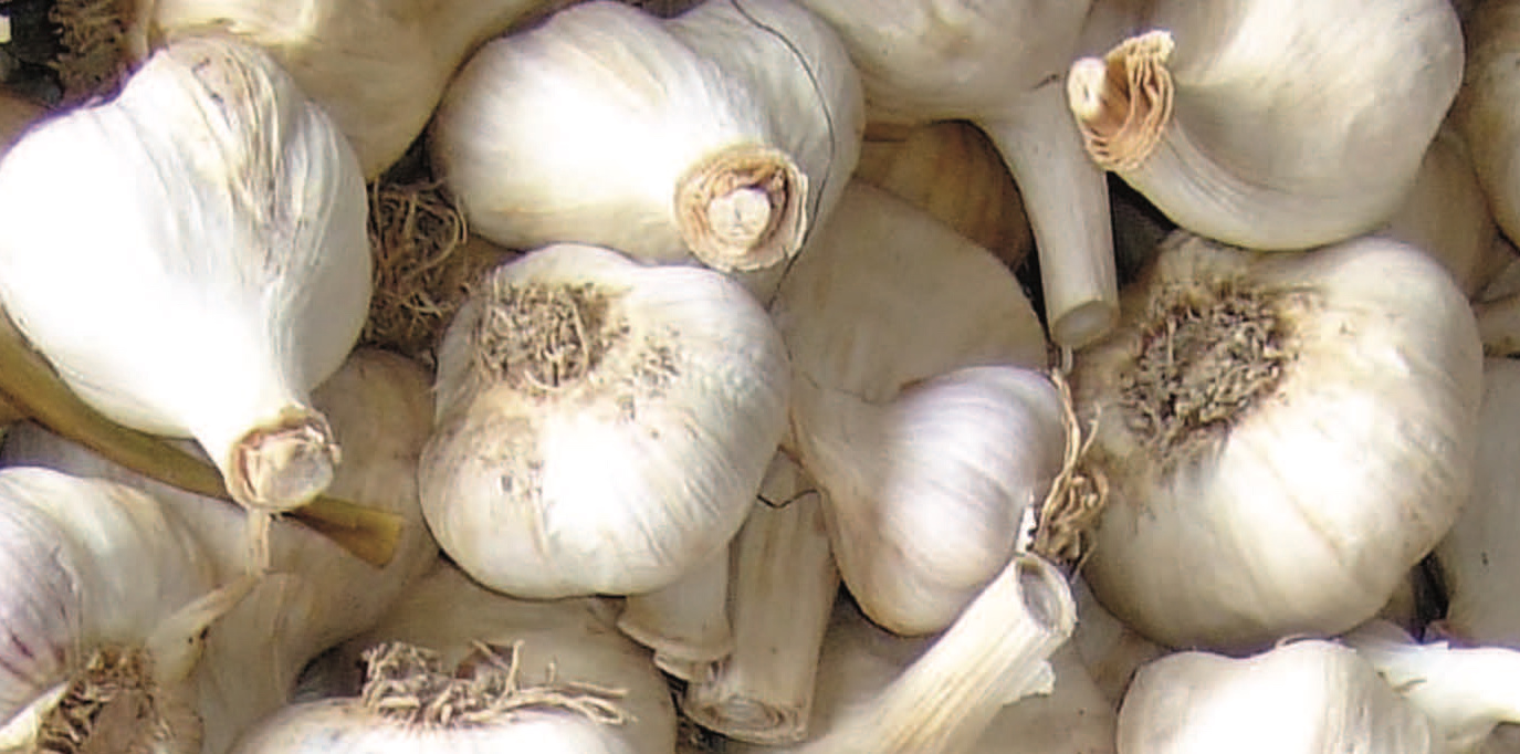 High Times For Garlic - Valley Table