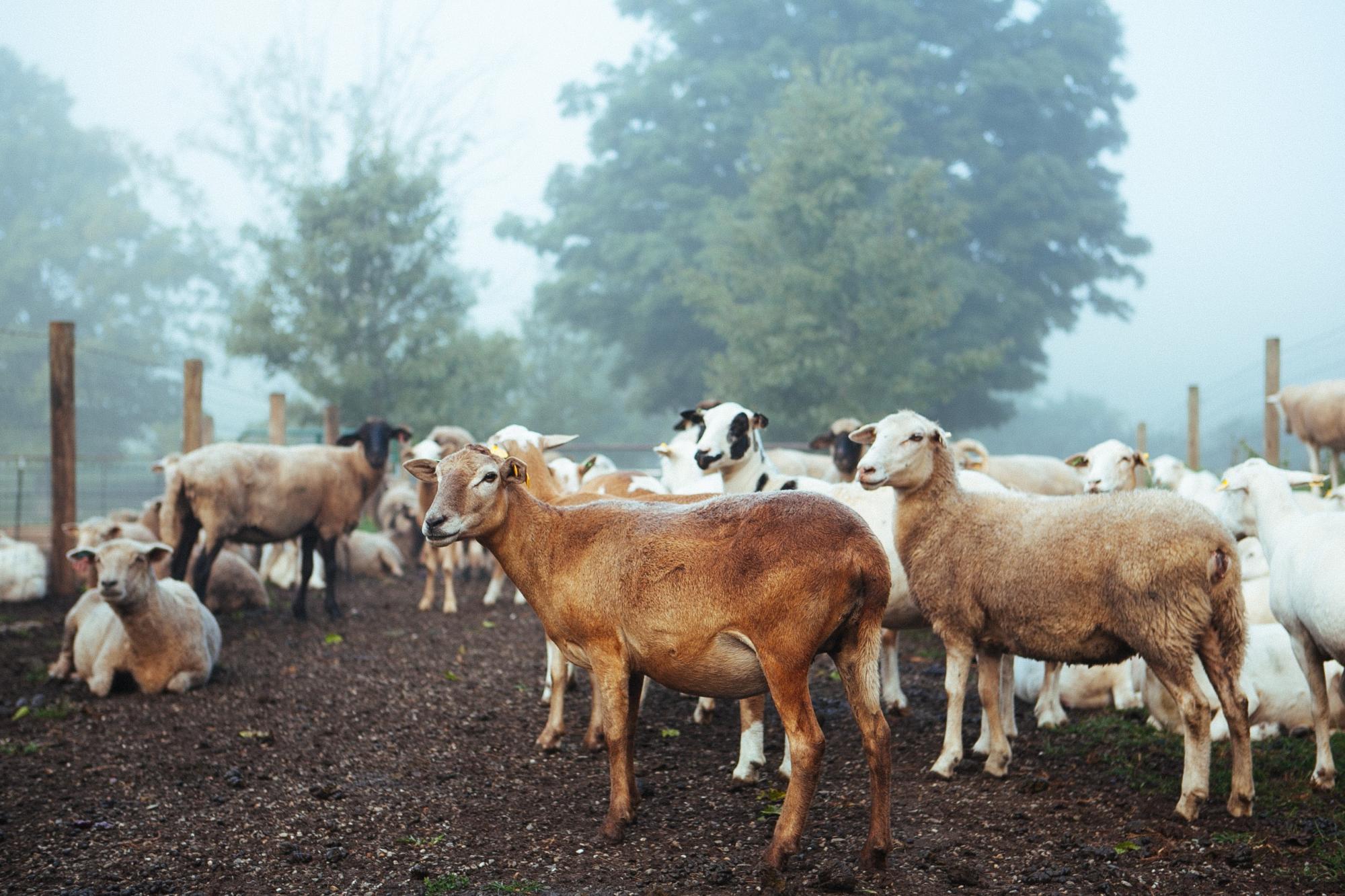 Meadowland Farm - Valley Table