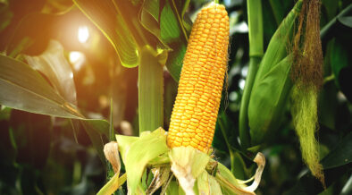 6 Ways to Cook With Hudson Valley Corn This Summer