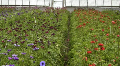 Battenfeld's Anemone Farm - Valley Table