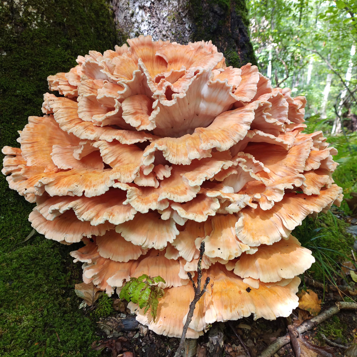 Deep Forest Wild Edible Forages in the Hudson Valley - Valley Table