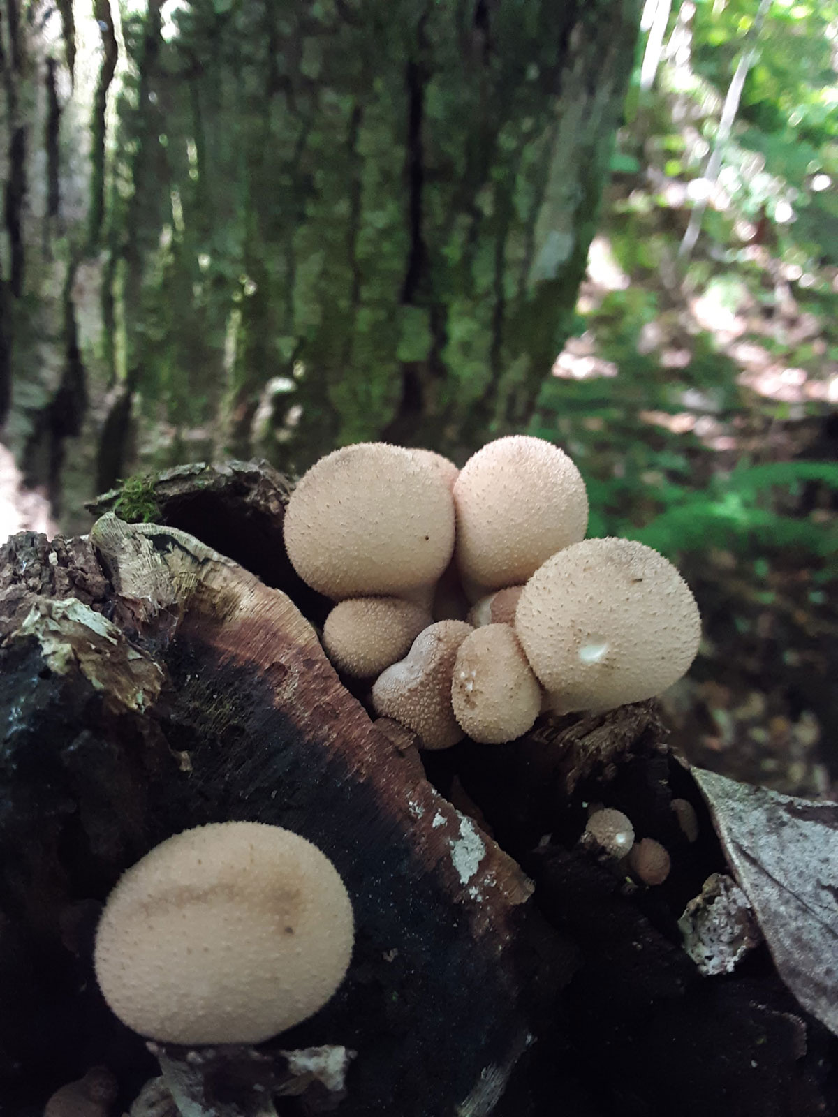Deep Forest Wild Edible Forages in the Hudson Valley - Valley Table
