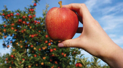 11 Apple Farms to Visit in the Hudson Valley - Valley Table