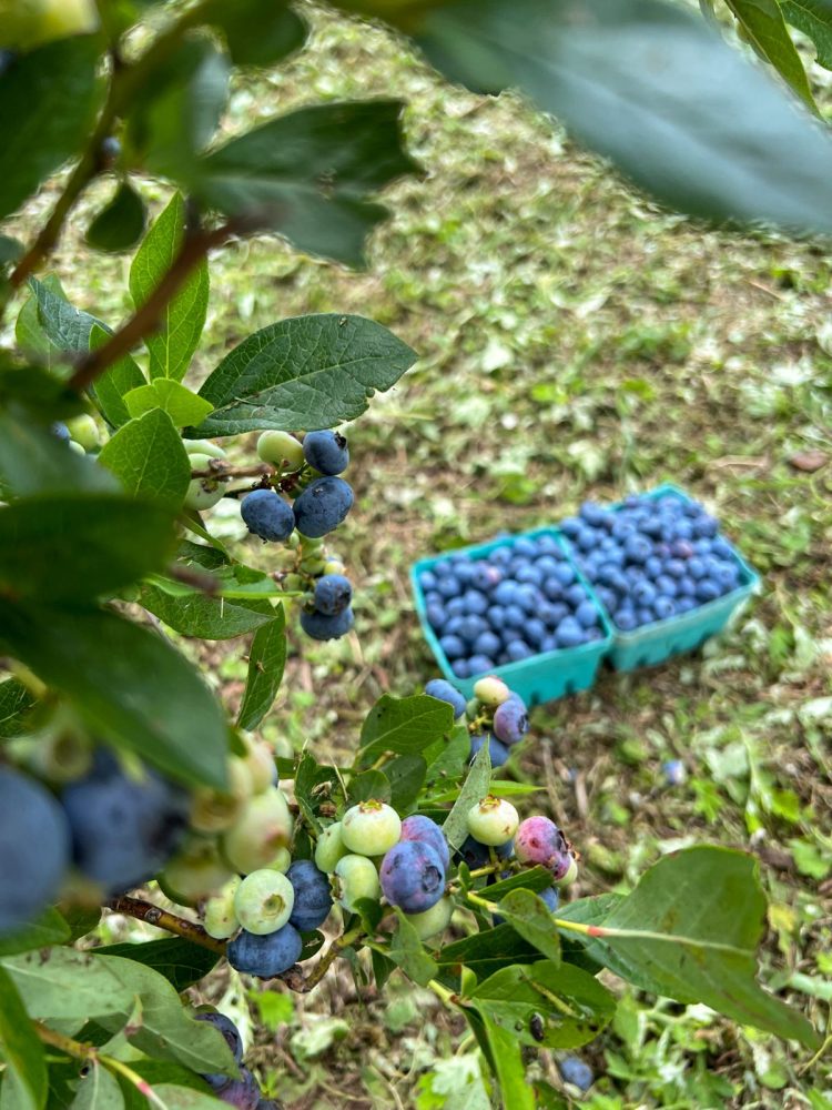 Your Guide to Blueberry Picking in the Hudson Valley - Valley Table