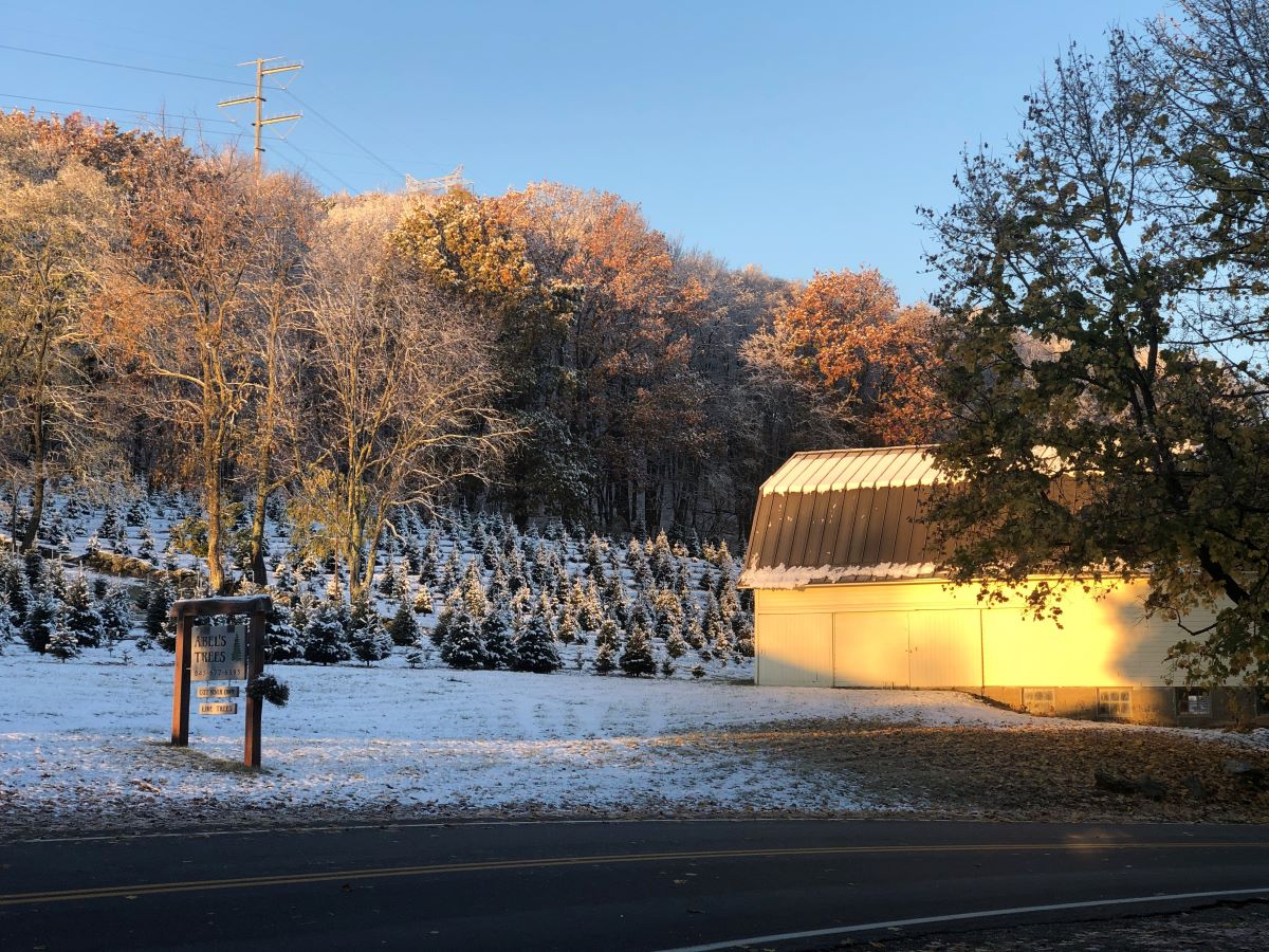 Meet the Farmer: Stephen Abel, Abel’s Trees - Valley Table