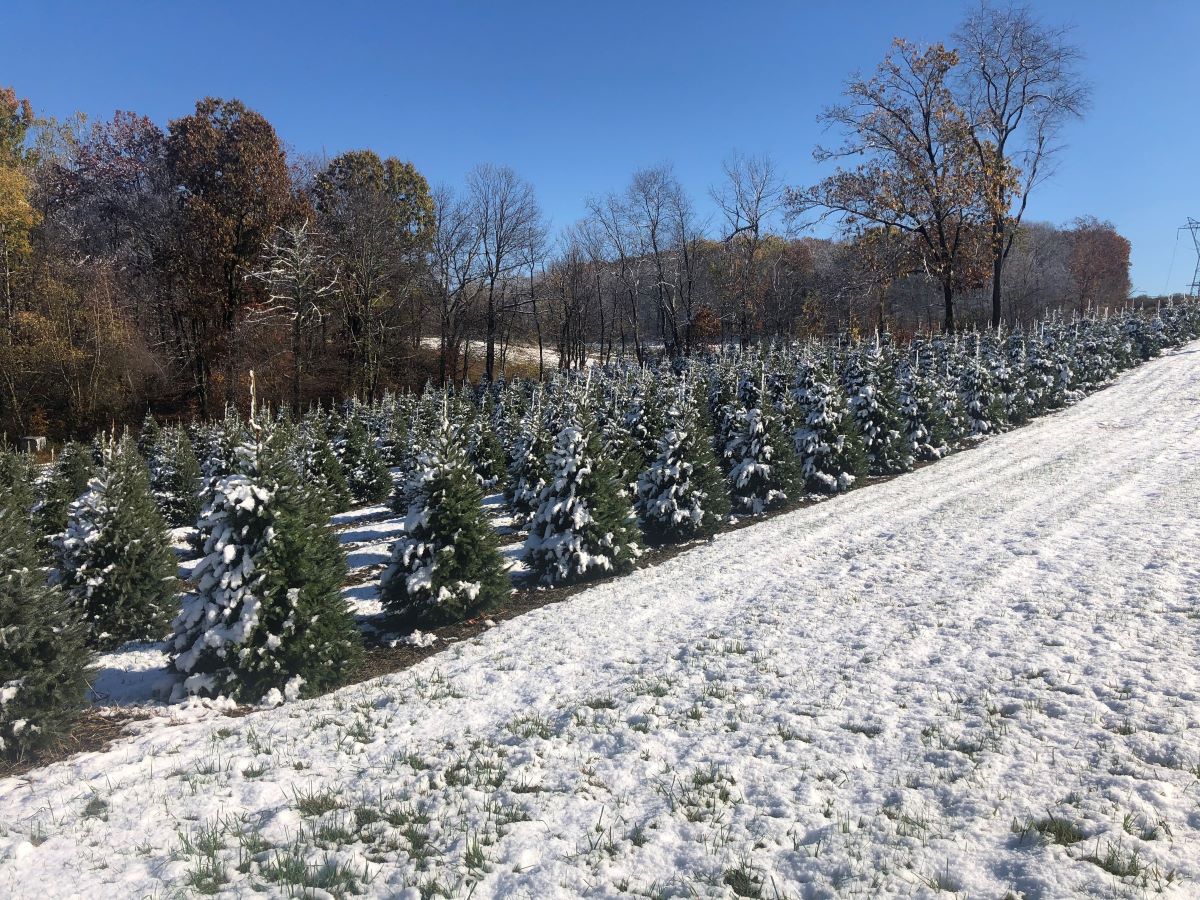 Meet the Farmer: Stephen Abel, Abel’s Trees - Valley Table