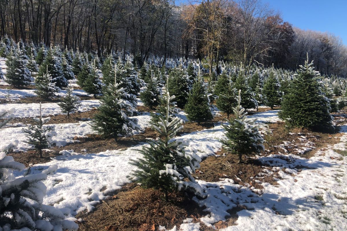 Meet the Farmer: Stephen Abel, Abel’s Trees - Valley Table